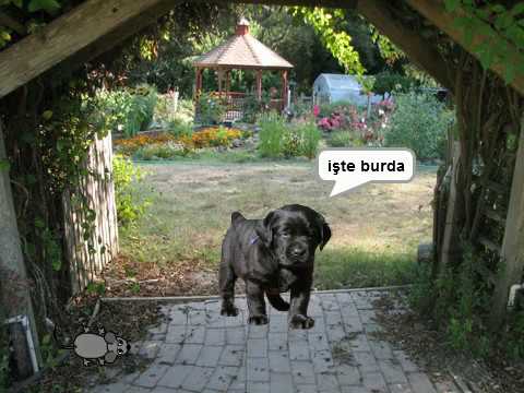 fare köpek çizgi animasyon