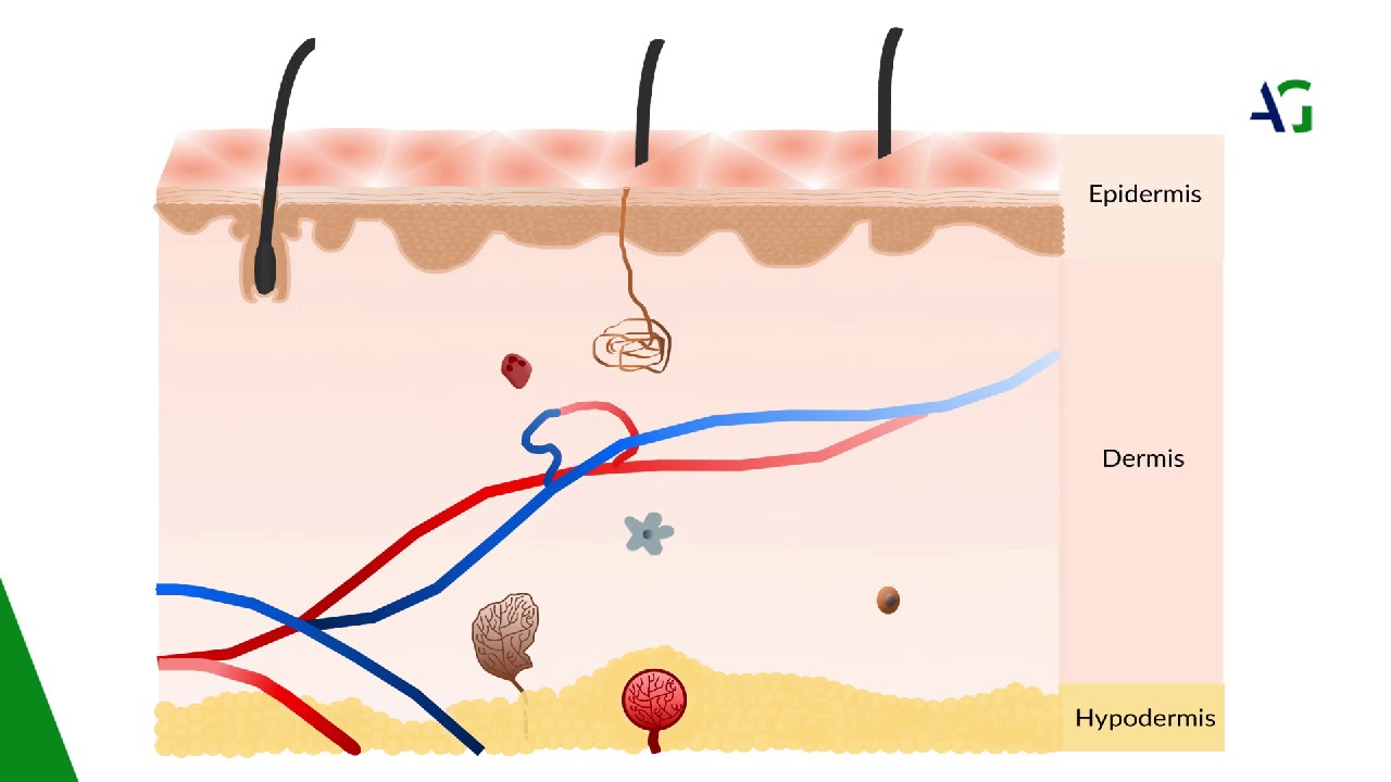Sensory neurons in the skin - YouTube