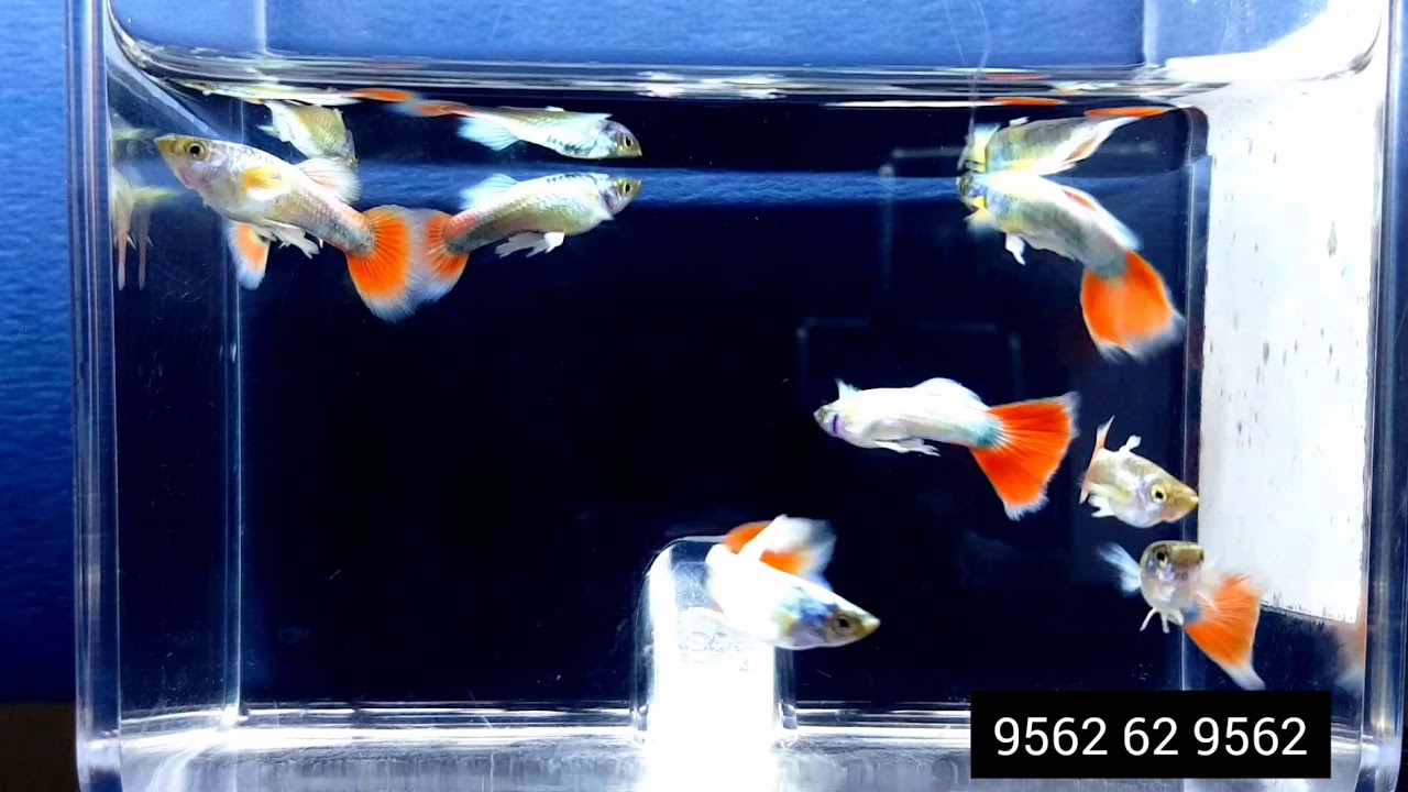 Santa Claus Guppy - YouTube
