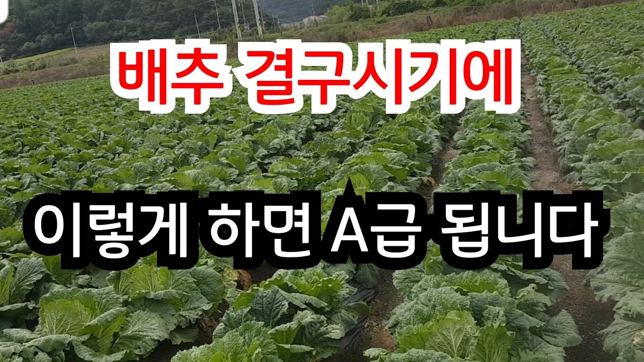 웃자란 김장배추속이 꽉찬 배추 만드는법 배추결구시 이렇게 해주세요 김장배추 김장배추결구 김장배추 결구시기 Youtube
