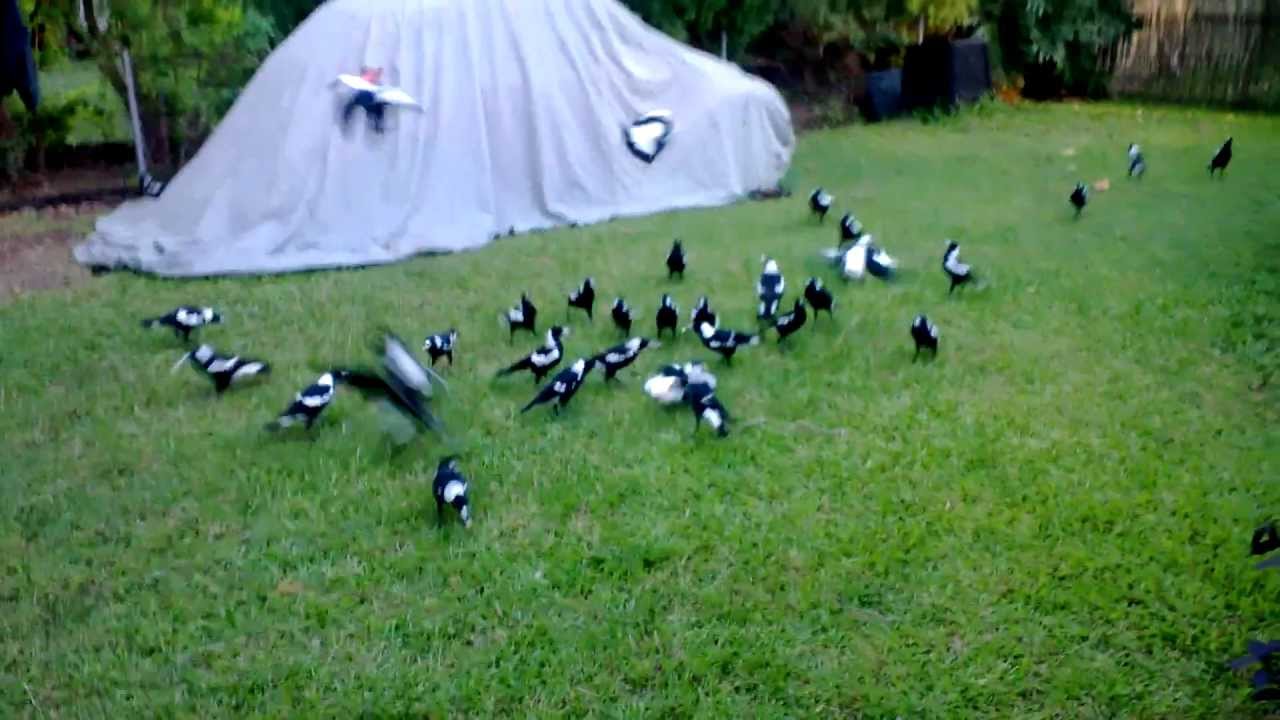 The Magpie Whisperer - YouTube