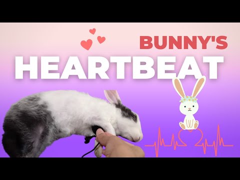 Is Your Rabbit's Heart Okay? Understanding Normal Rates Now ...