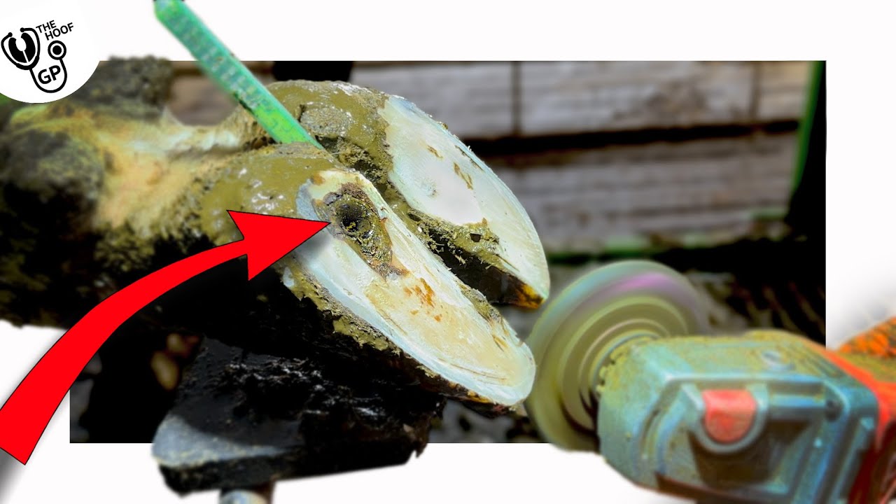 now THIS is a SOLE FRACTURE in a cow's hoof ... but how DEEP does it go ...