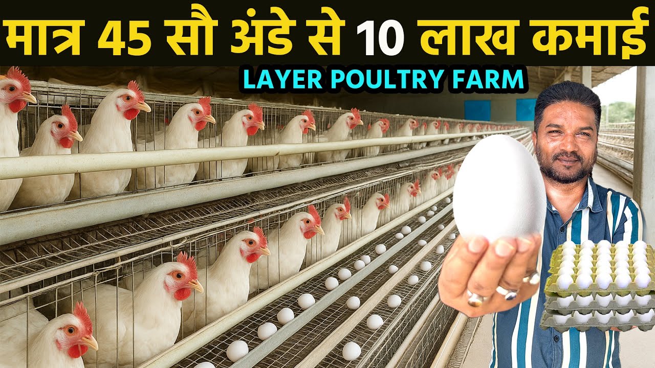 Layer poultry farm business plan॥Poultry business॥Layer poultry farming ...
