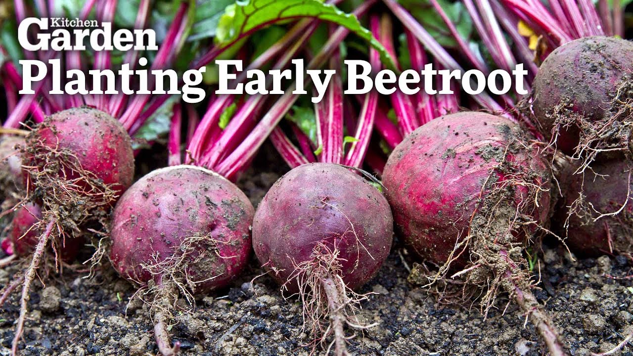 Planting Early Beetroot | Steve's Plot Diaries | Part 4 - YouTube