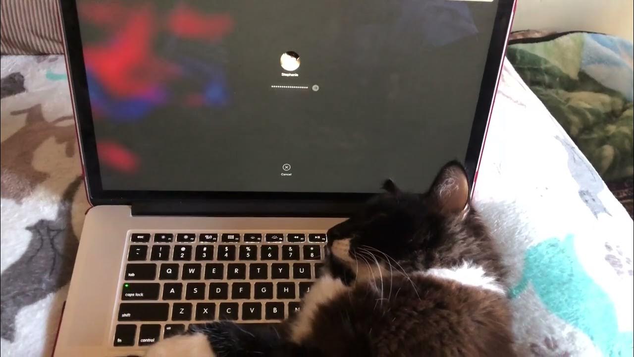 Cat Fell Asleep On Keyboard Noise - YouTube