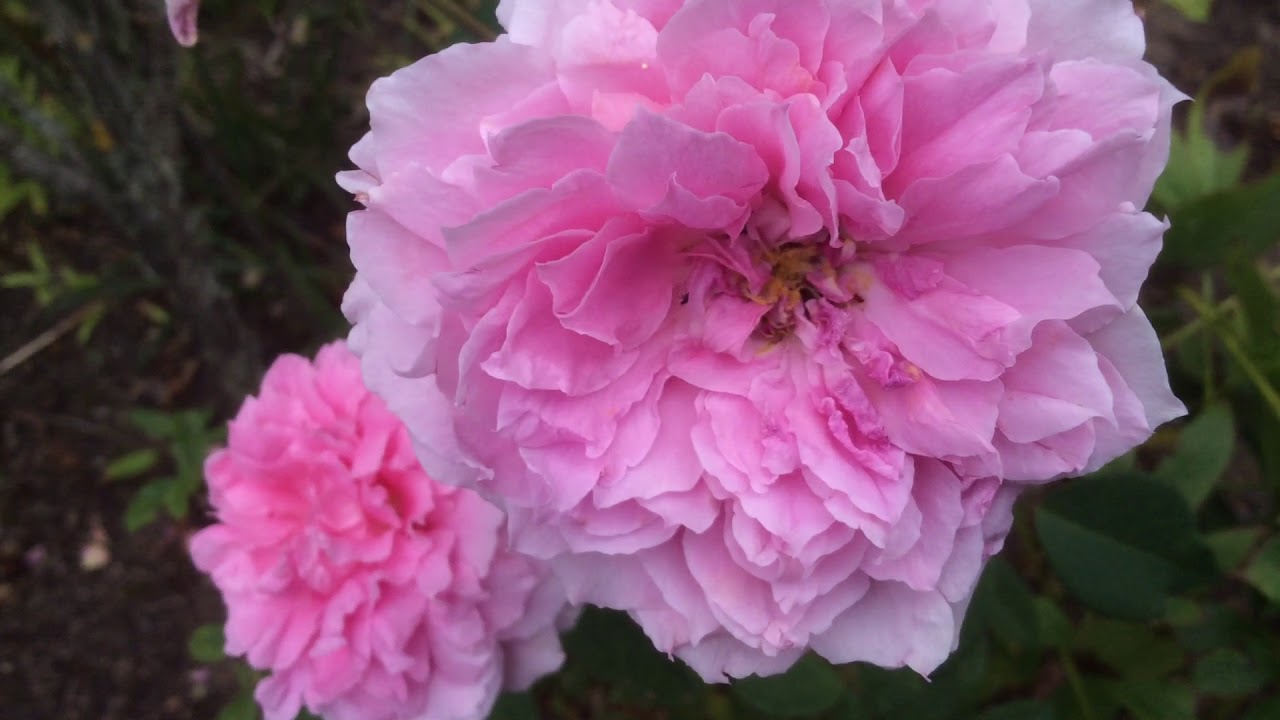 Rosier Anglais 'The Mayflower' de 'David Austin' La rose qui inscrire ...