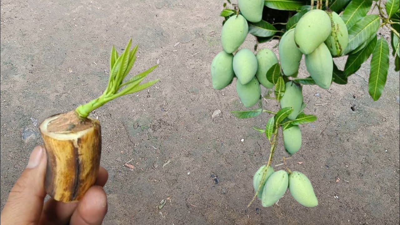 Methods for propagating summer fruit tree - YouTube