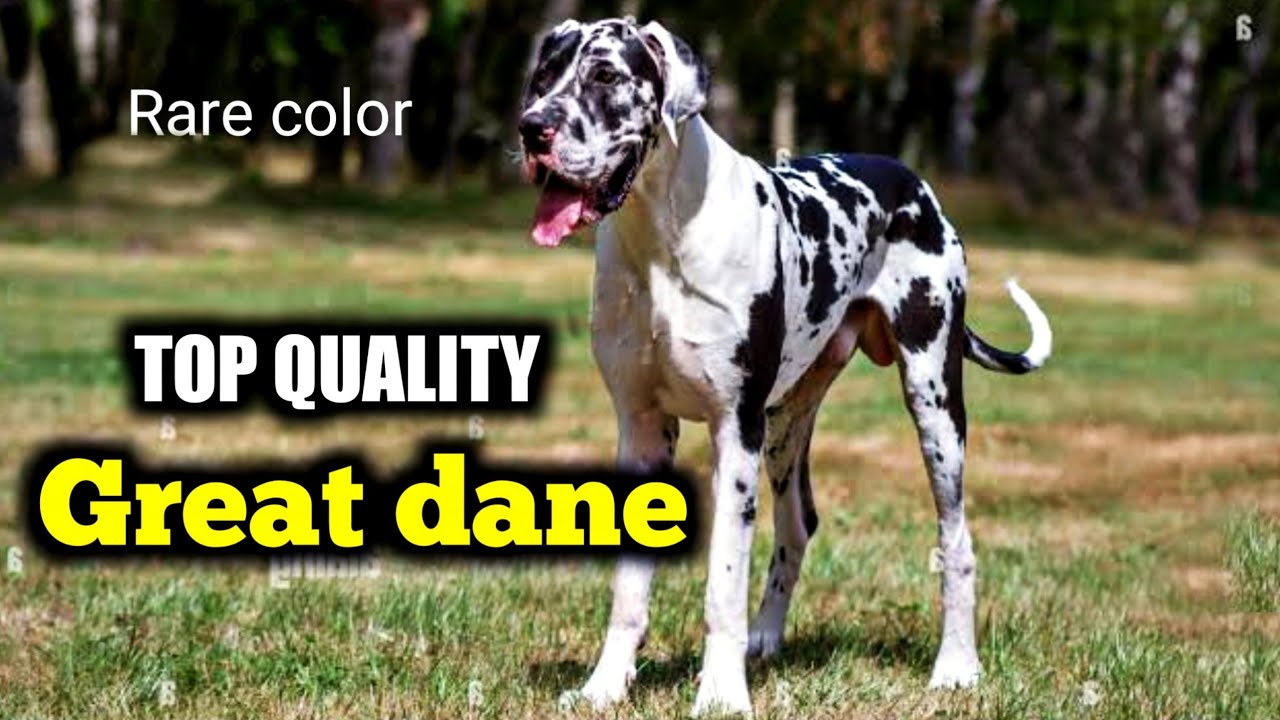 Top quality great dane || Marley great dane for sale - YouTube