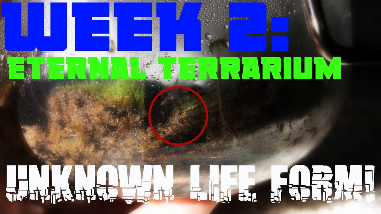 DIY Eternal Terrarium - UNKNOWN LIFE FORM [WEEK 2] - YouTube