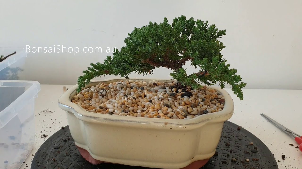 Bonsai Turntable demonstration | Bonsai Shop Australia Online DIY ...