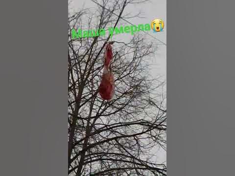 Маша умерла😭😭😭 - YouTube