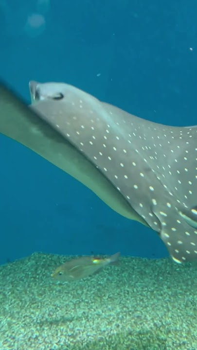 #Sawfish aquarium - YouTube