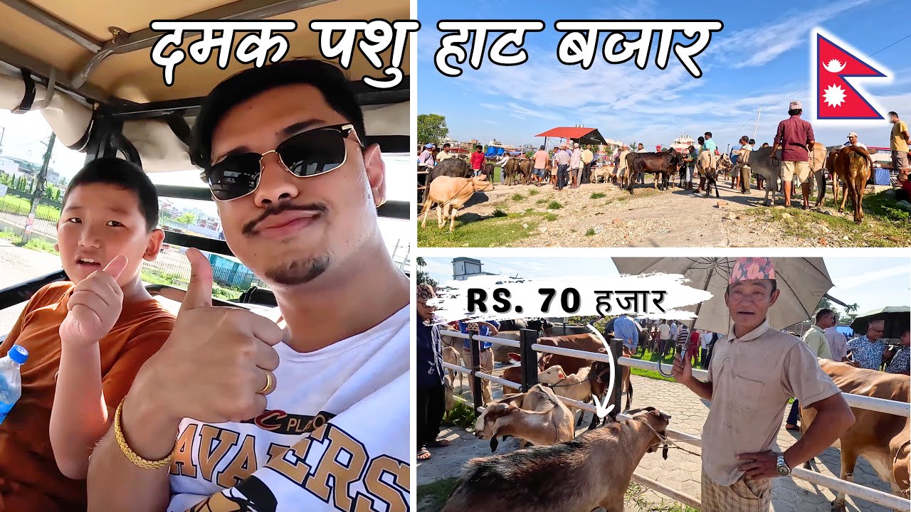 दमक पशु हाट: Nepal Ko Sabai Vanda Thulo Pashu Haat Bazaar? 🤔🇳🇵 - YouTube