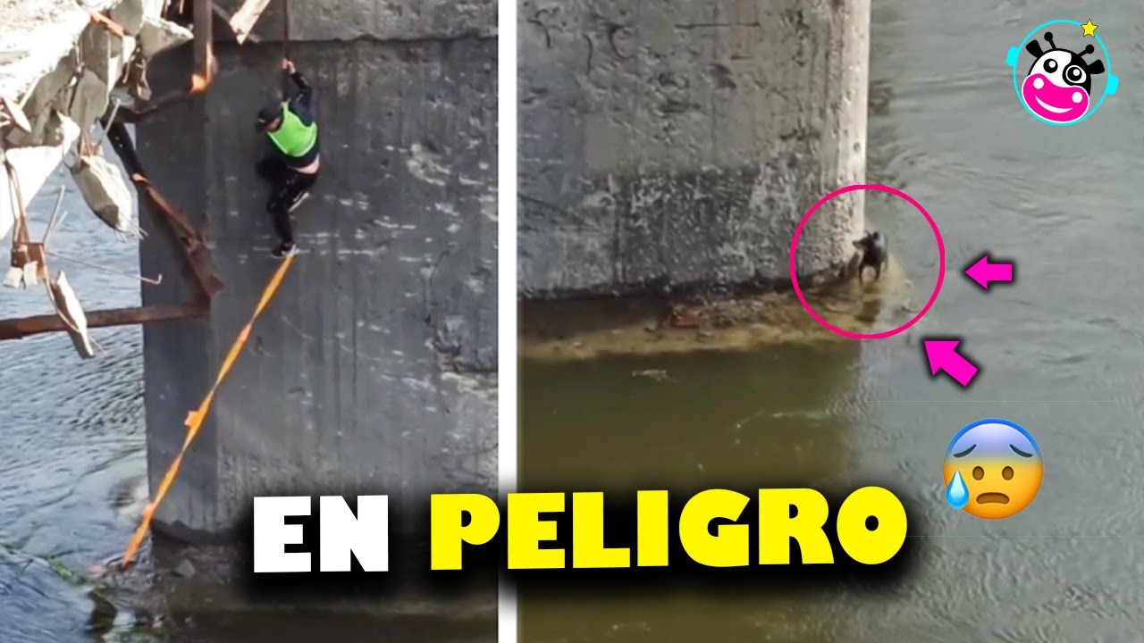 ¡Perro está atrapado debajo de un puente!😰⚠️ - YouTube