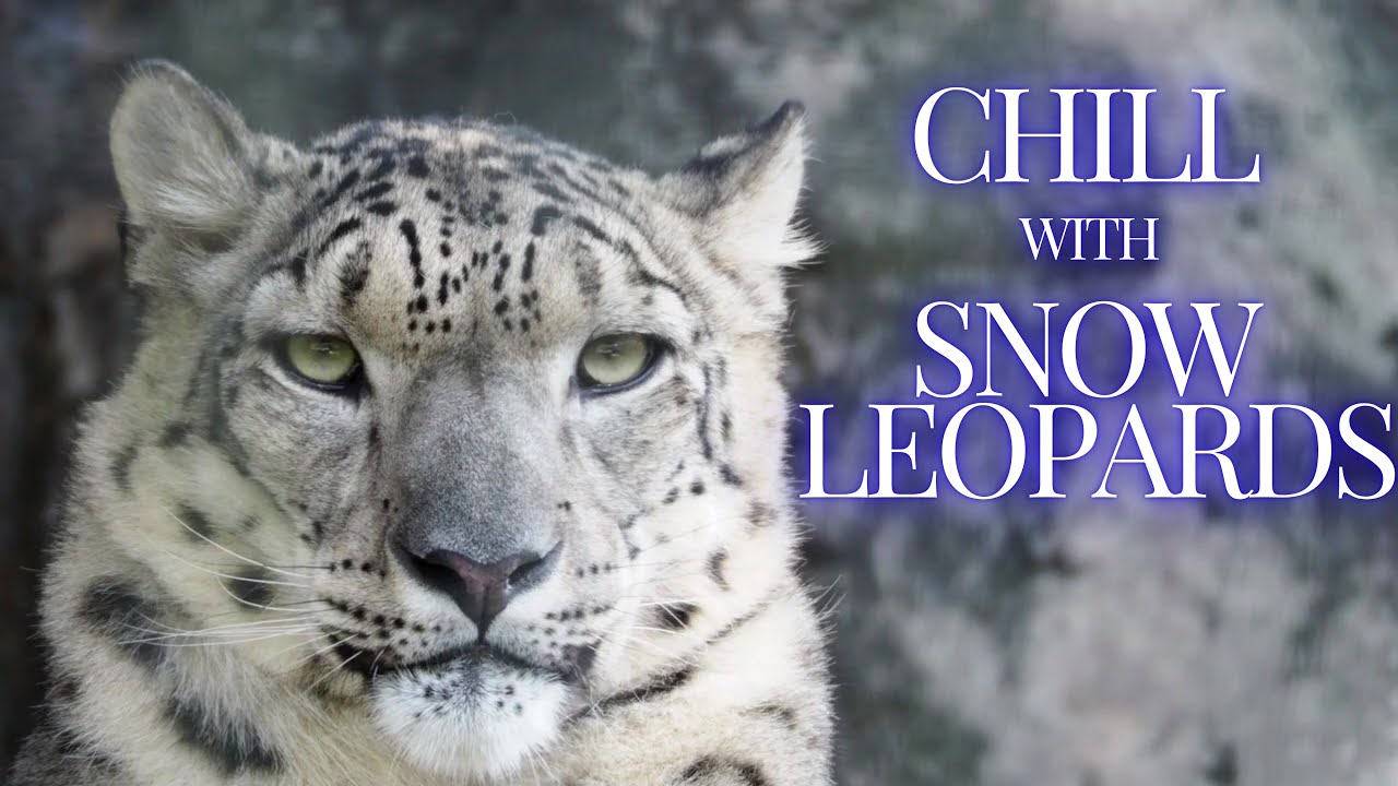 Chill with Snow Leopards | 4K Relaxation | Mindfulness - YouTube