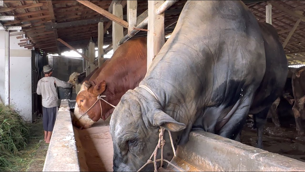 SAPI TERBESAR NABIL FARM, PAKAN 15rb/hari🔥 - YouTube