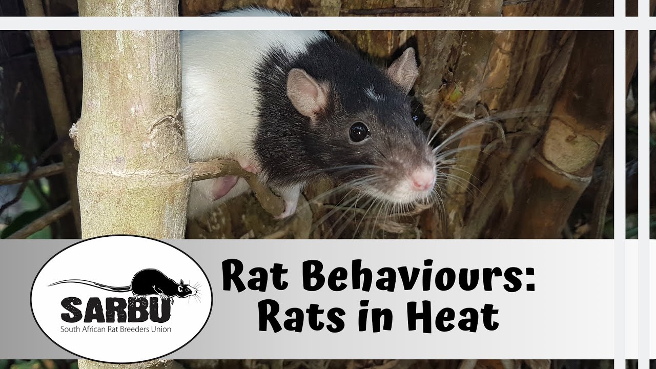 Rat Behaviours: Rats in Heat - YouTube