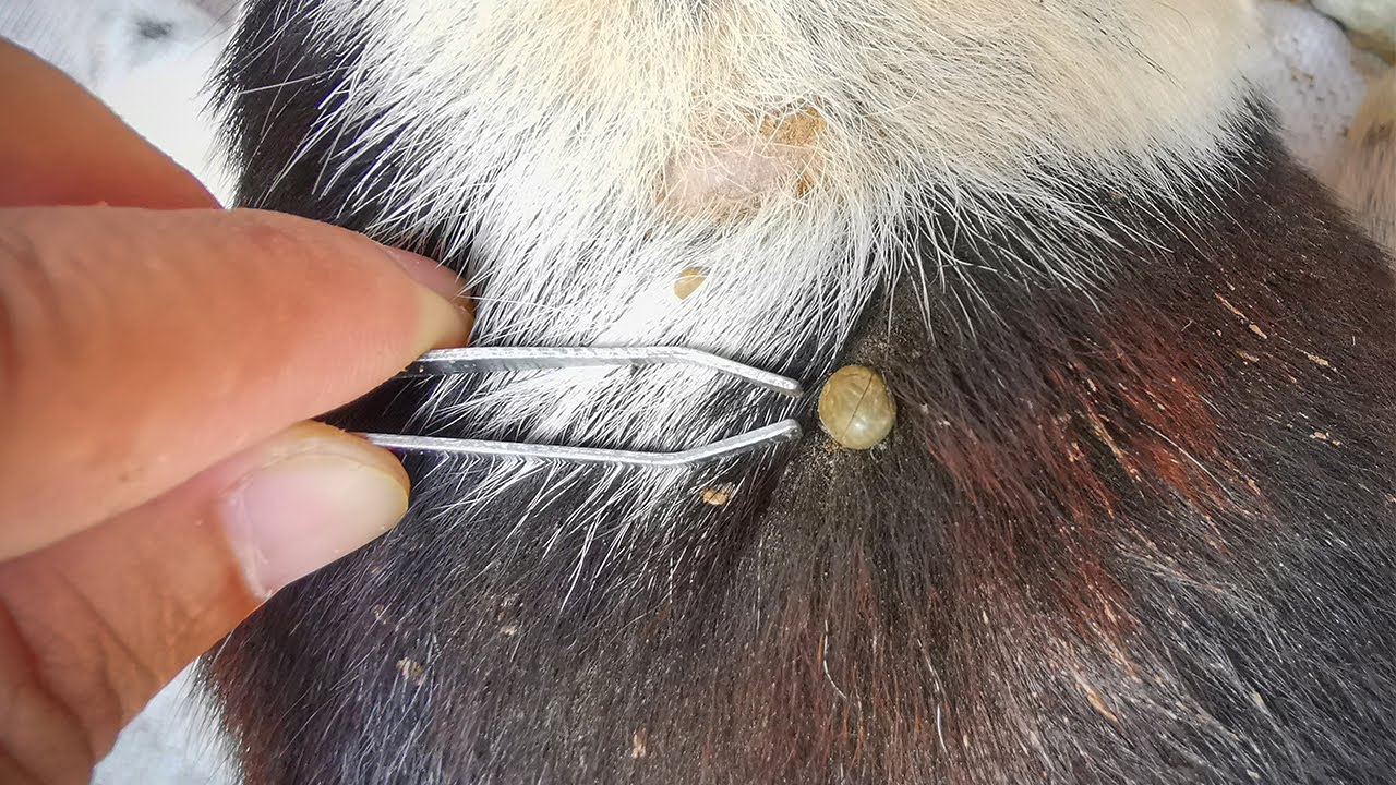 Very Big Ticks on Dog's Body Removing all - Help Dog by getting Ticks ...