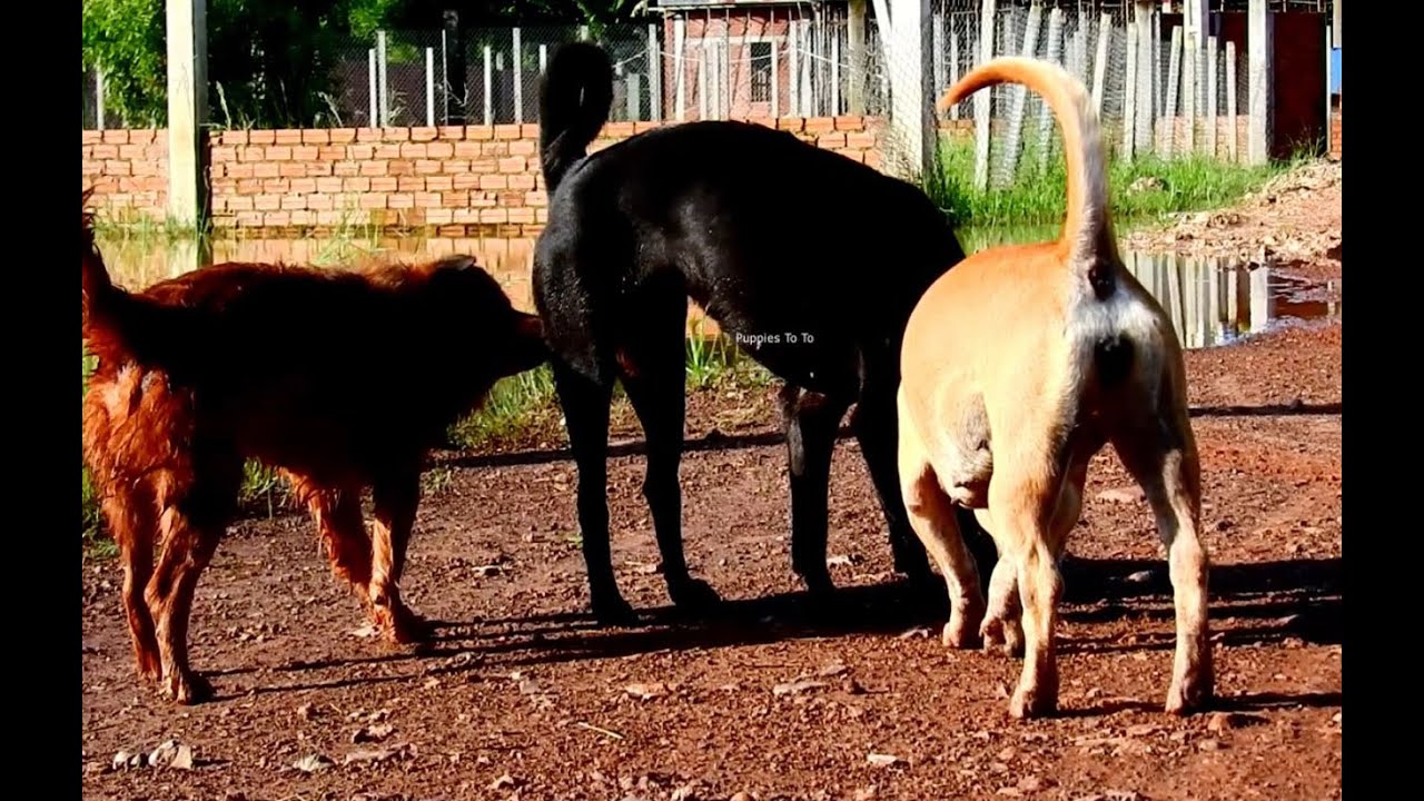 Wow very very happy dog Choly meeting cute dog srey moth he steart love ...