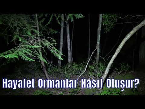 Hayalet Ormanlar Nasıl Oluşur