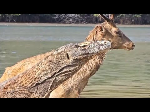 comodo Dragon Hunting Deer #wildlife #animals #trending #comodo #dragon ...
