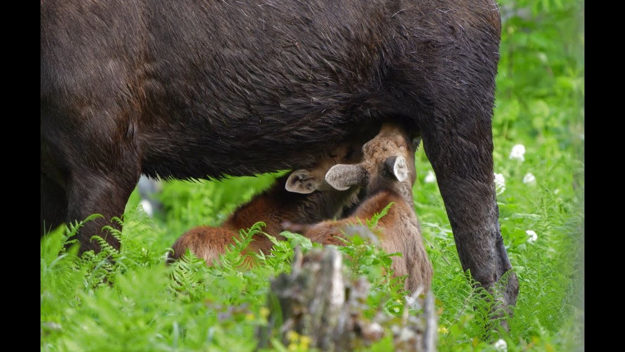 Female Moose Nursing its Calves, June 2024 - Femelle orignal allaite ...