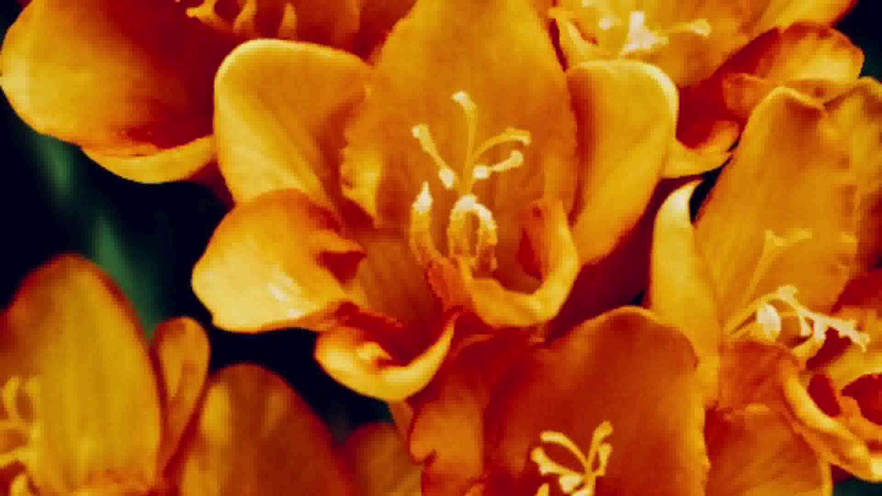 【VOCALOID】freesia【オリジナル】 - YouTube