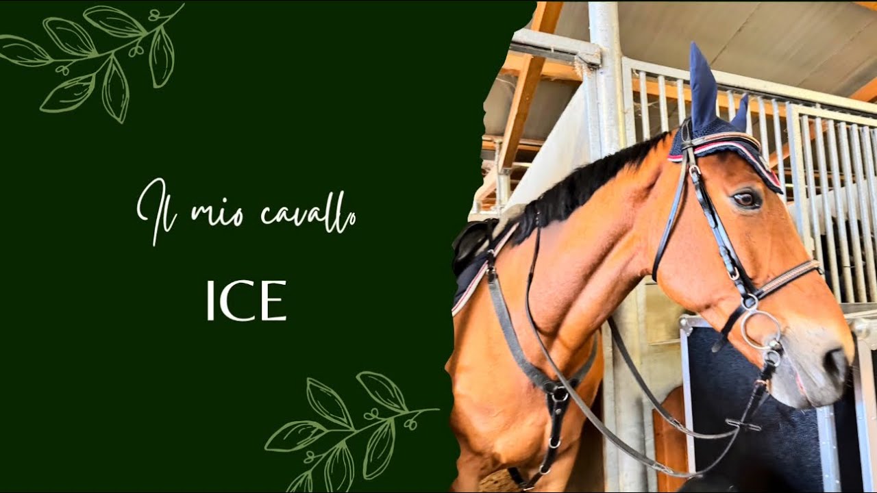 IL MIO CAVALLO, ICE 🐴🐎 #youtubeitalia #cavallo #equitazione - YouTube