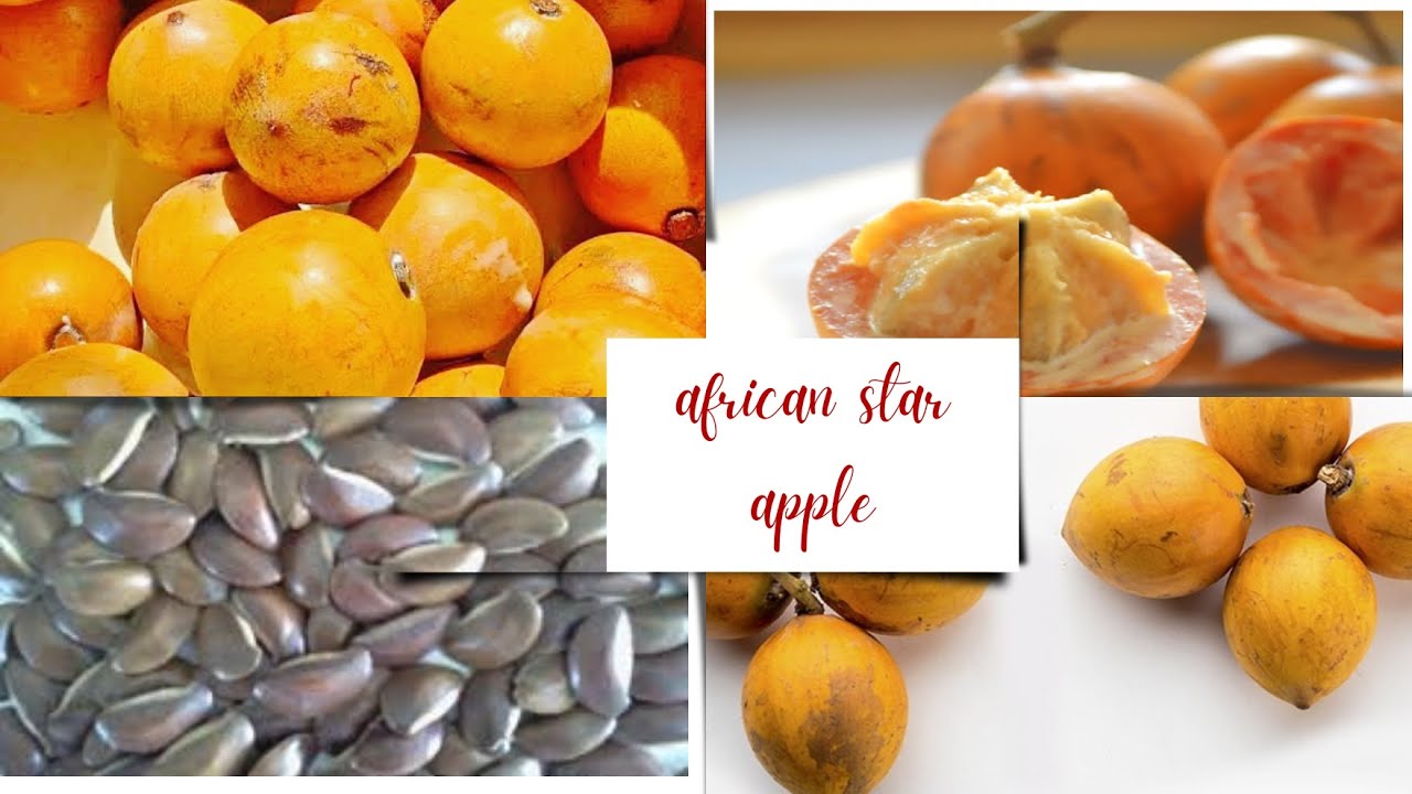 Hidden Secrets Of A Miracle Fruit For Health and wellness African Star ...