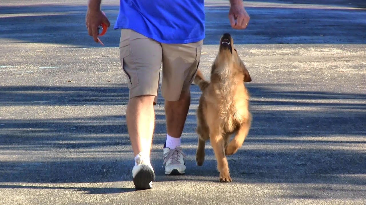 The Beautiful Dog Training Game - YouTube