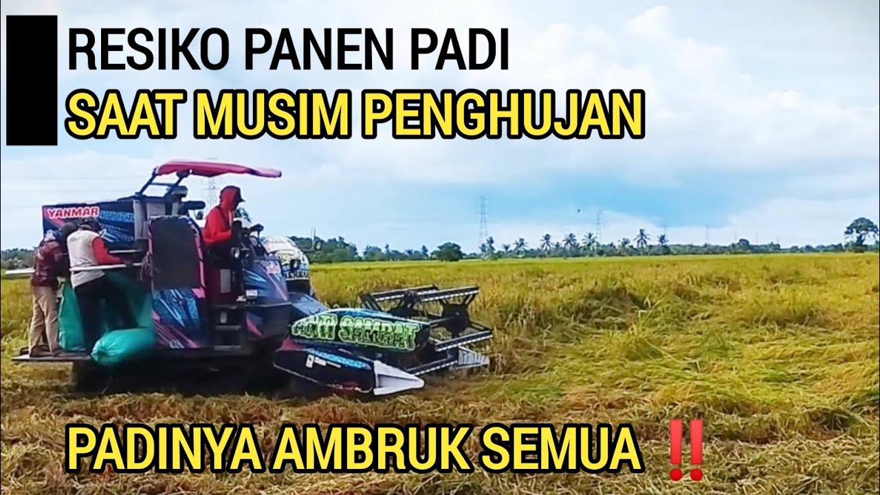 Resiko Panen Padi Saat Musim Penghujan || Panen Padi Ambruk Di Lahan ...