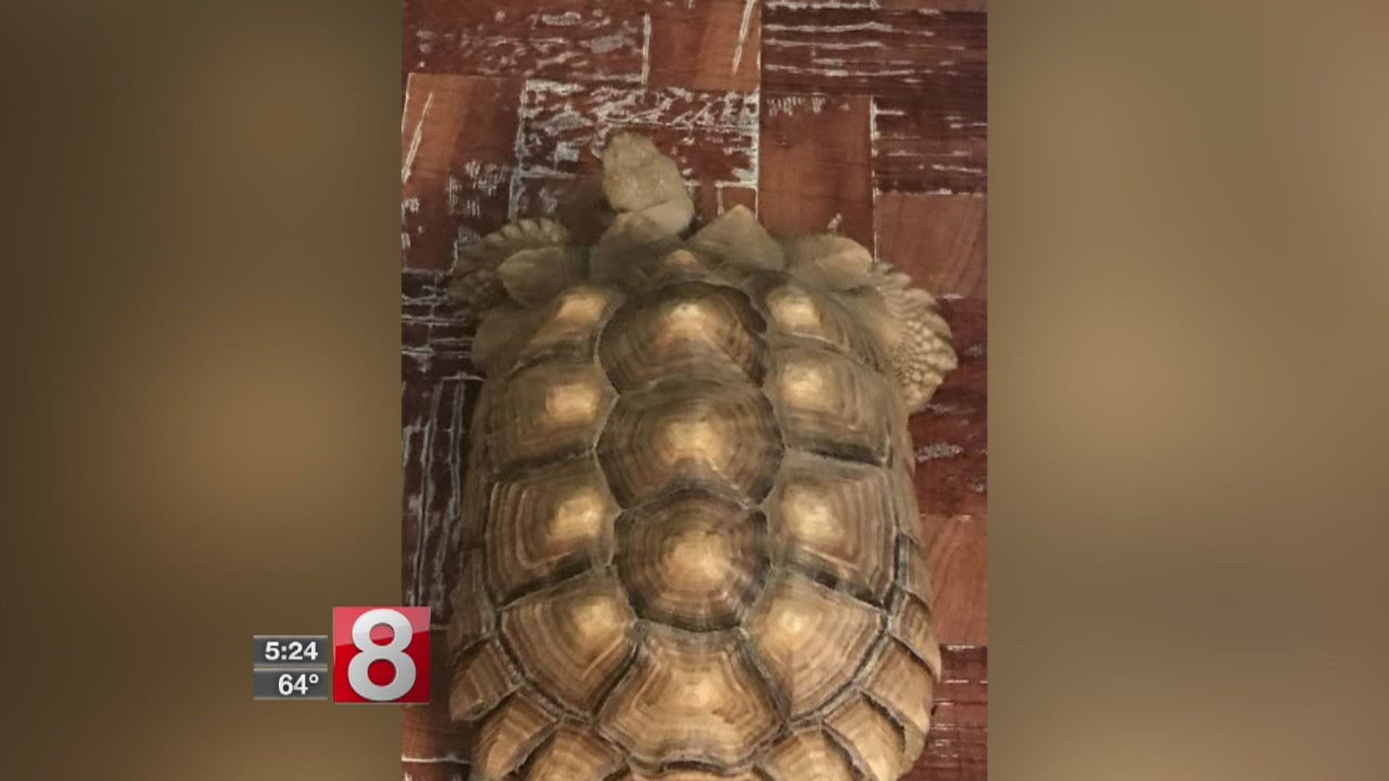 Toby the Turtle - YouTube