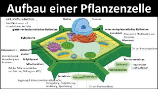 Zentrale Vakuole Pflanzenzelle Biologie Tierische Und Pflanzliche