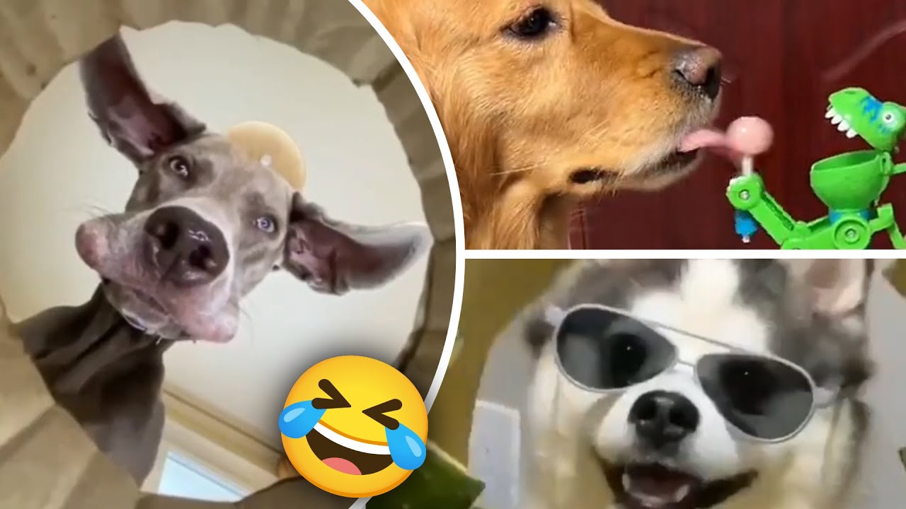 Videos divertidos de PERROS graciosos 🤣 - Los más locos y chistosos ...