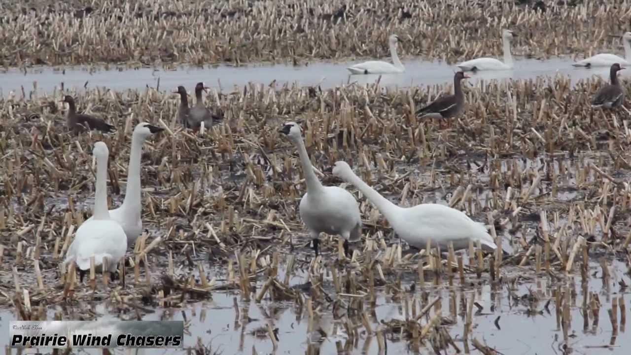 Chokio Minnesota Migrating Tundra Swan Conversation! - YouTube
