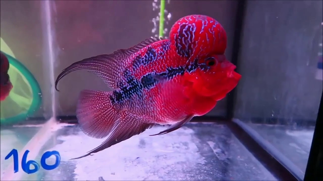 Ikan louhan jenong gede - YouTube