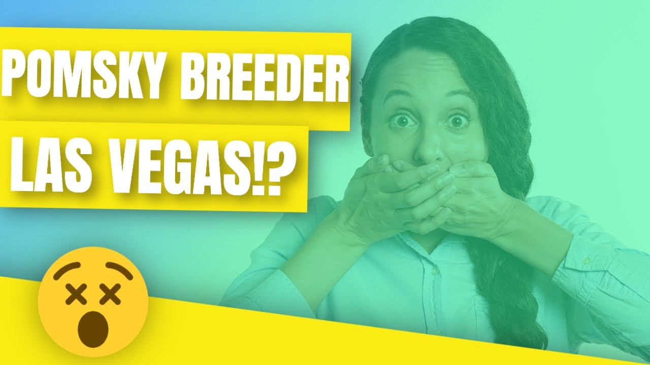 Pomsky Breeder in the heat of Las Vegas - How do we do it you ask ...