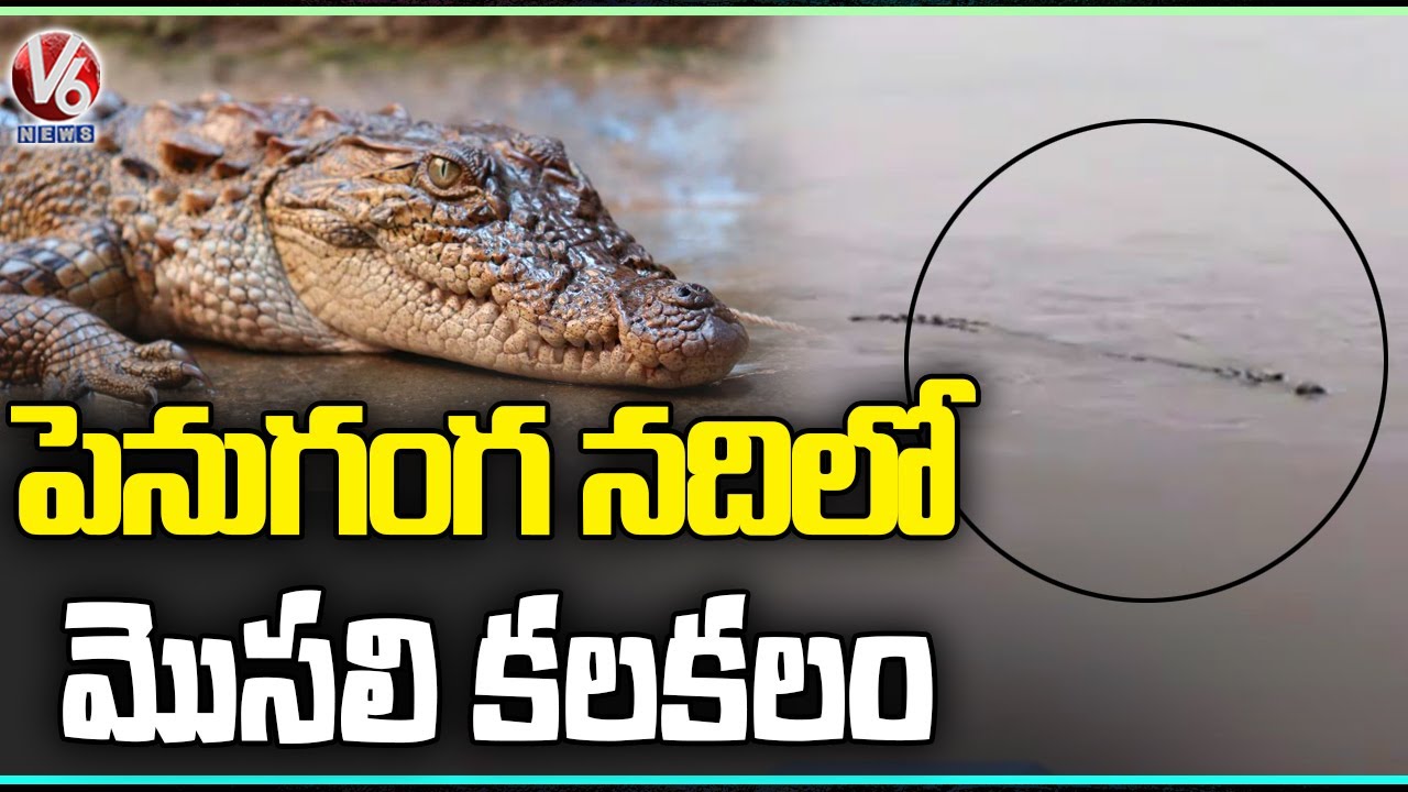Ganges River Crocodiles
