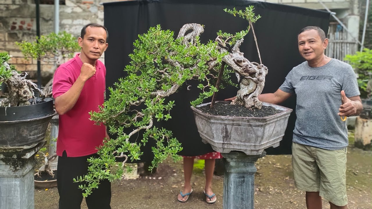 CEK HARGA BONSAI JADI& SEMI JADI PAK HERMANTO. +62 813-8209-7121 - YouTube