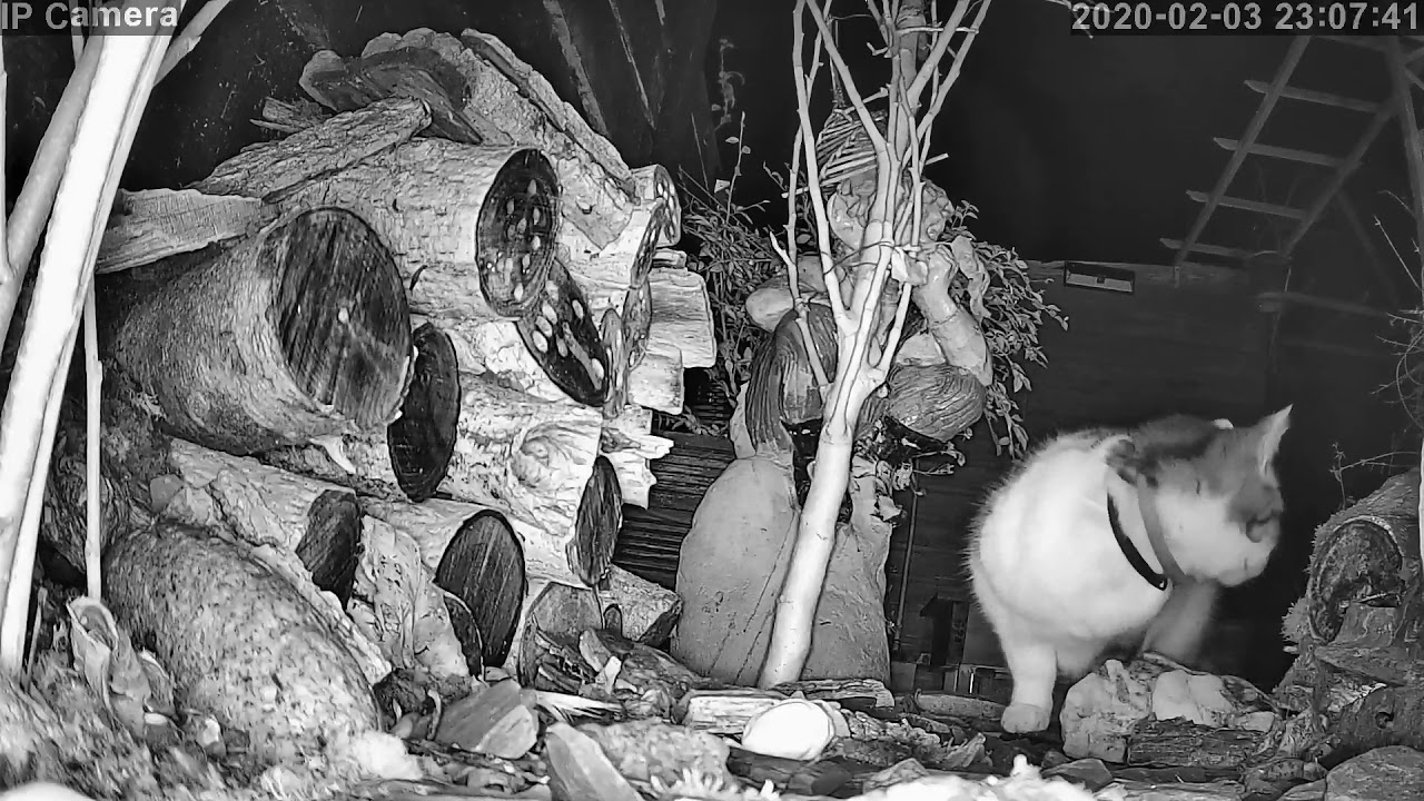 Cat an mouse close call - YouTube