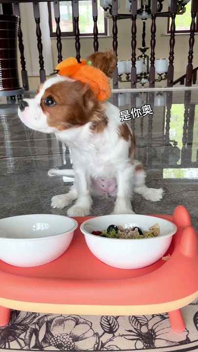 一举一动都是偷感十足啊！🐶💕#dog #puppy - YouTube