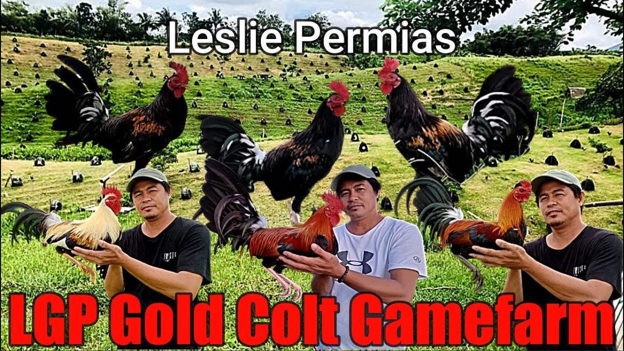 Lets Visit The Farm Of LGP Gold Colt Gamefarm - YouTube