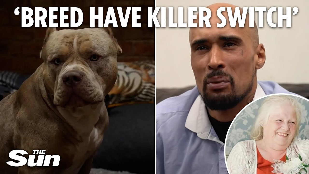 Tearful XL bully owner Ashley Warren BEGS for breed to be ‘wiped out ...