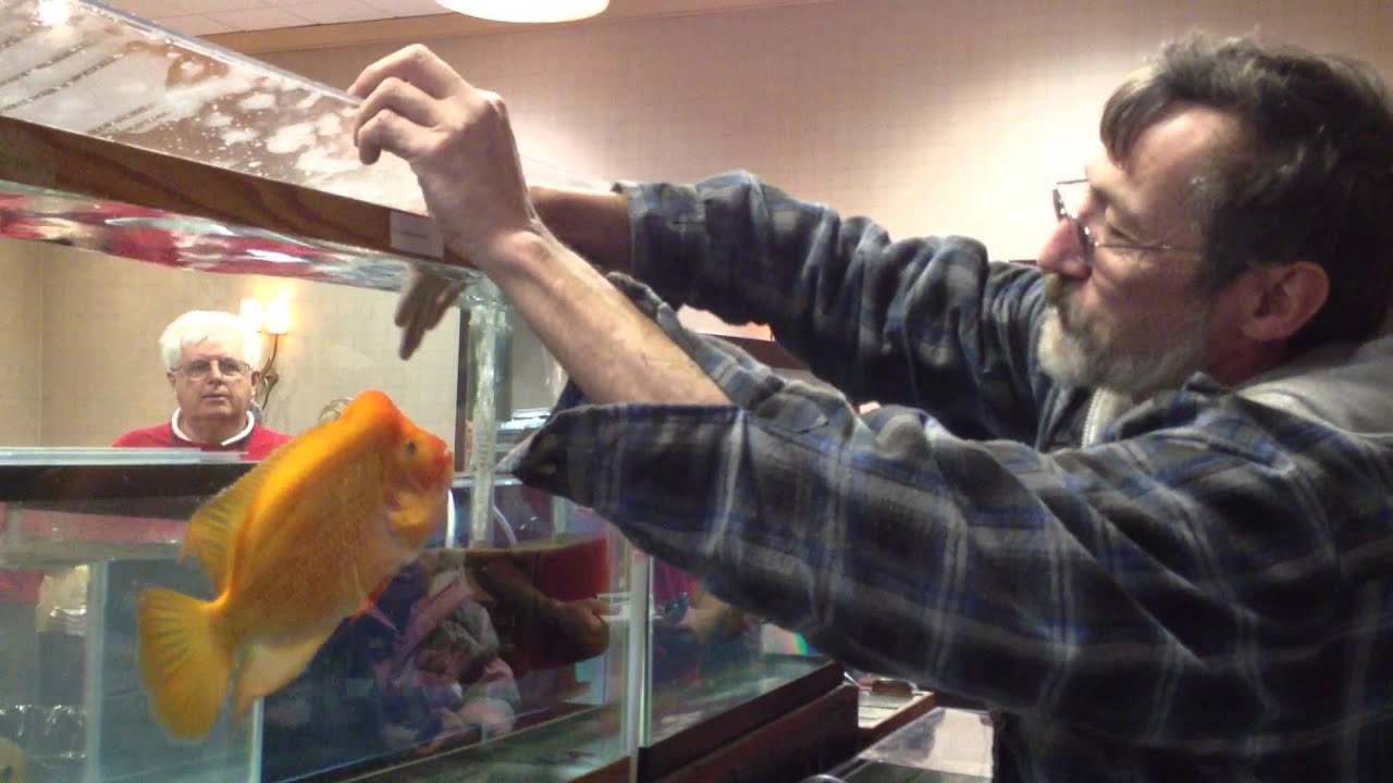 Omega One @Ohio Cichlid Association Extravaganza - YouTube