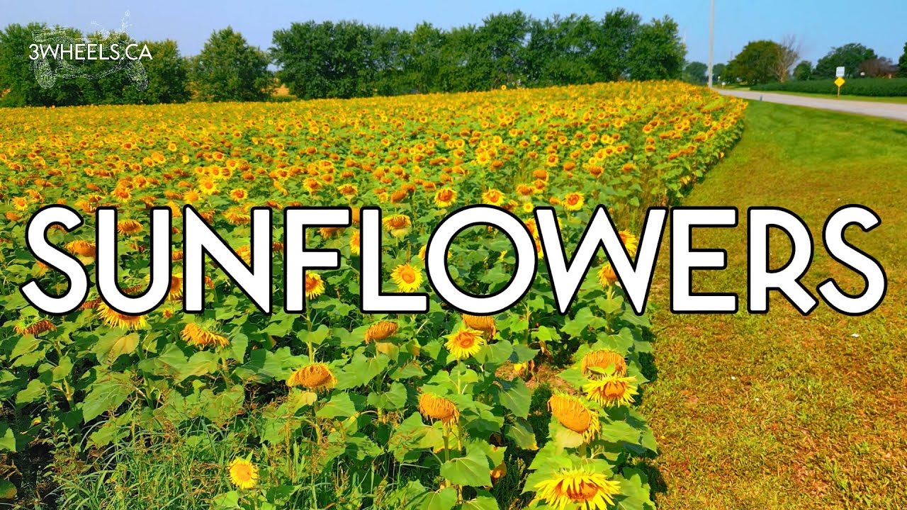 Sunflowers! - YouTube