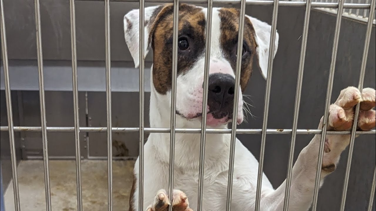 SCRAPS ANIMAL SHELTER ! Complete List of dogs as of 11/04/23 on video ...