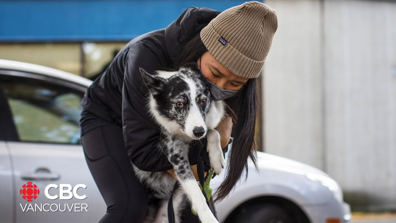 Pets to reunite with owners through repatriation flights - YouTube