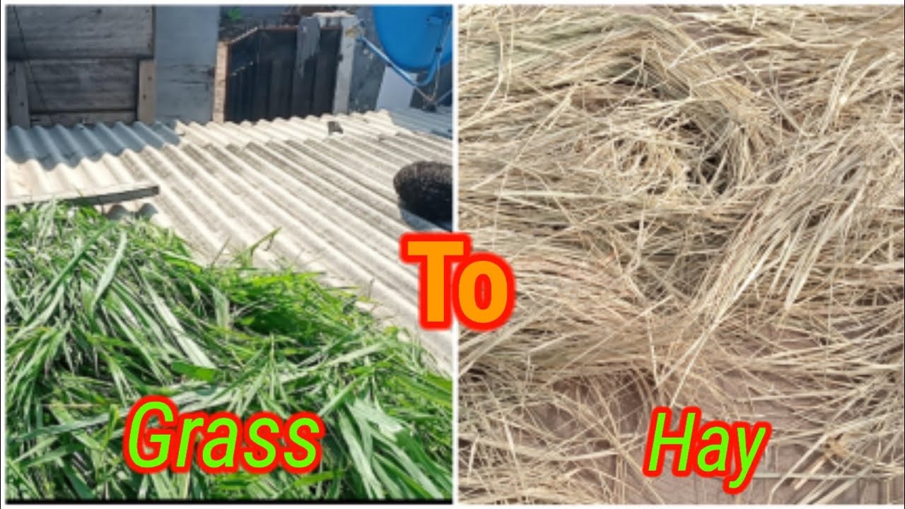 Rabbit Farming|How To Make Hay With Grass|part 1 - YouTube