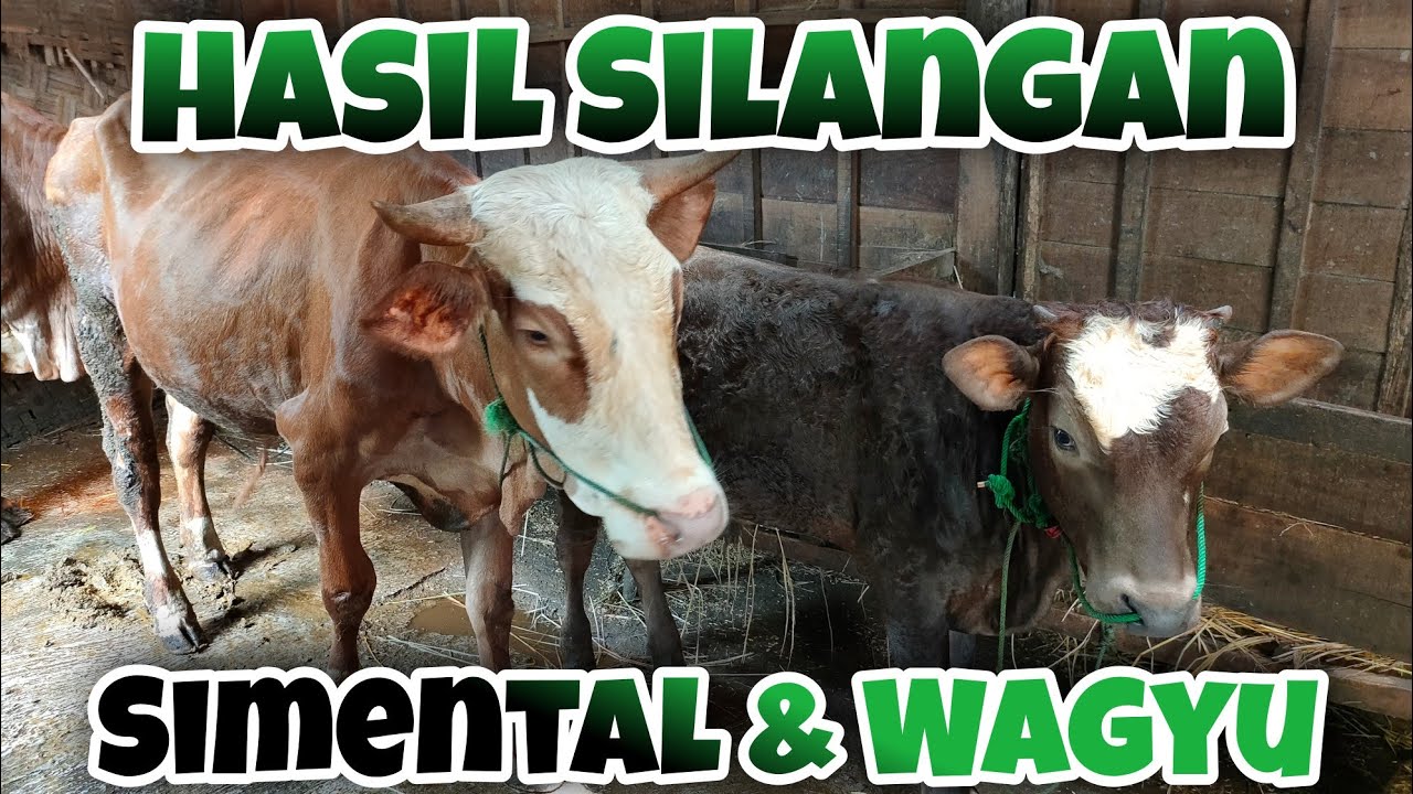 Sapi Hasil Silangan Simental X Wagyu - YouTube
